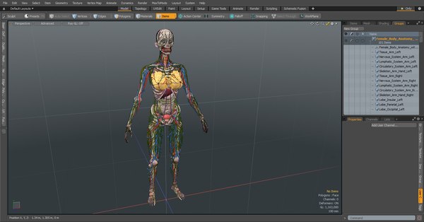 Female Body Anatomy without Muscles 3D model - TurboSquid 1862028