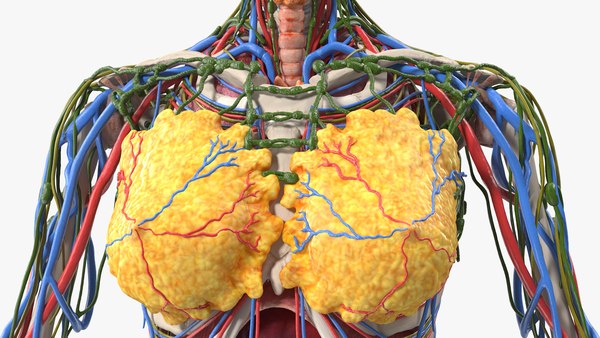 Female Body Anatomy without Muscles 3D model - TurboSquid 1862028