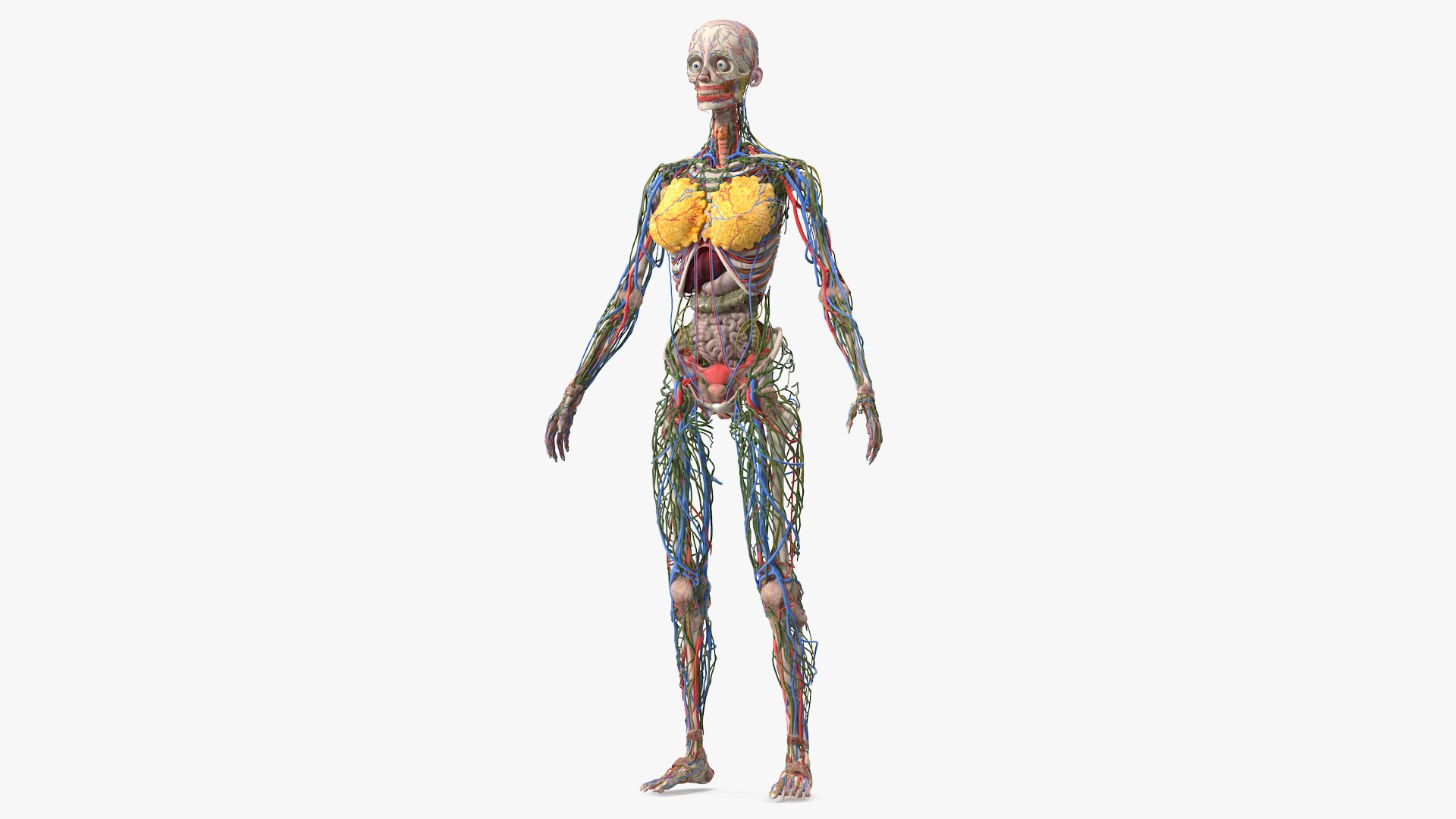 Female Body Anatomy without Muscles 3D model - TurboSquid 1862028