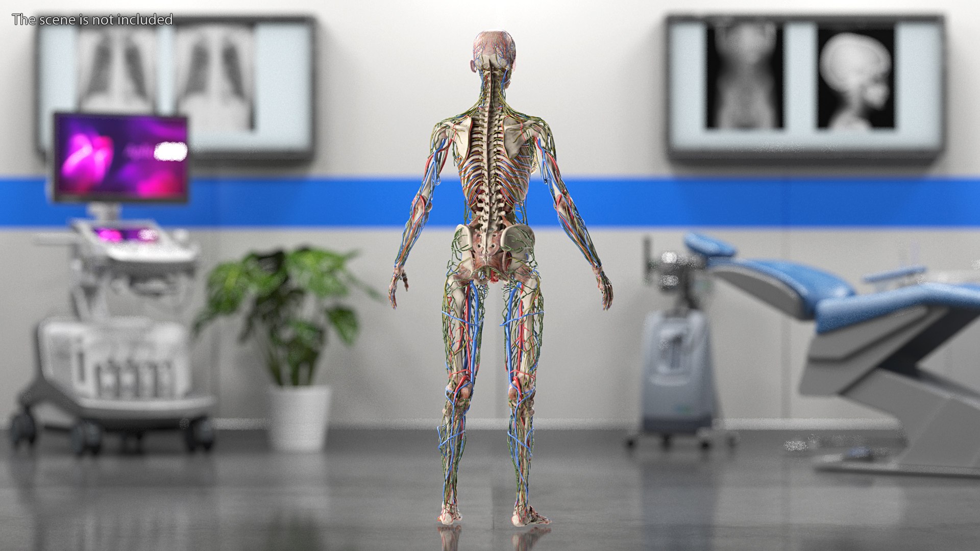 Female Body Anatomy without Muscles 3D model - TurboSquid 1862028