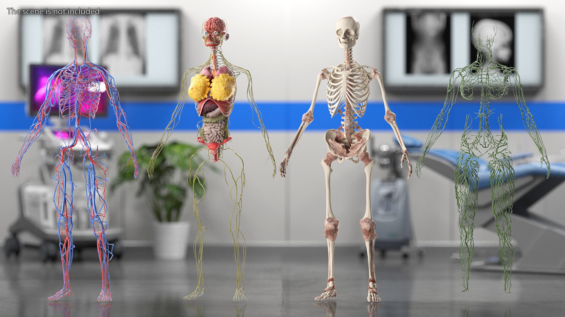 Female Body Anatomy without Muscles 3D model - TurboSquid 1862028