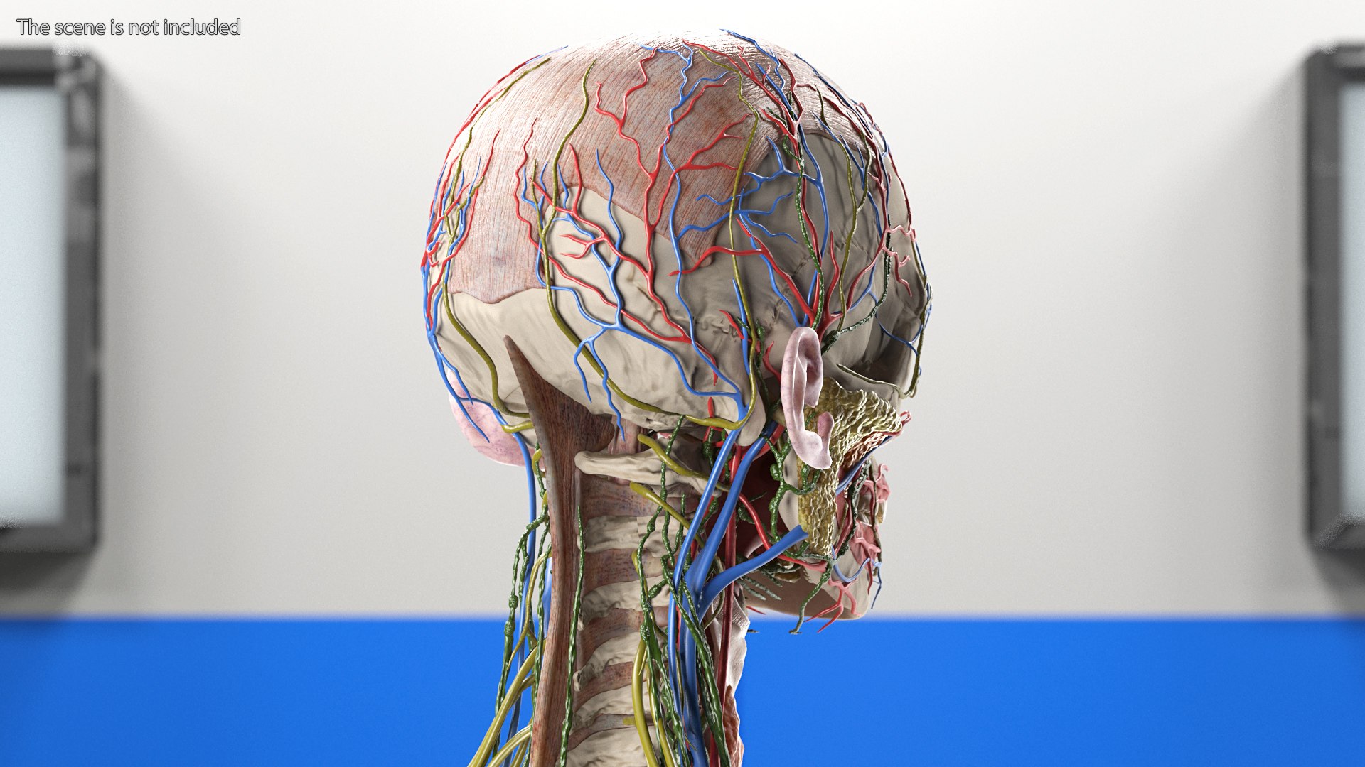 Female Body Anatomy without Muscles 3D model - TurboSquid 1862028