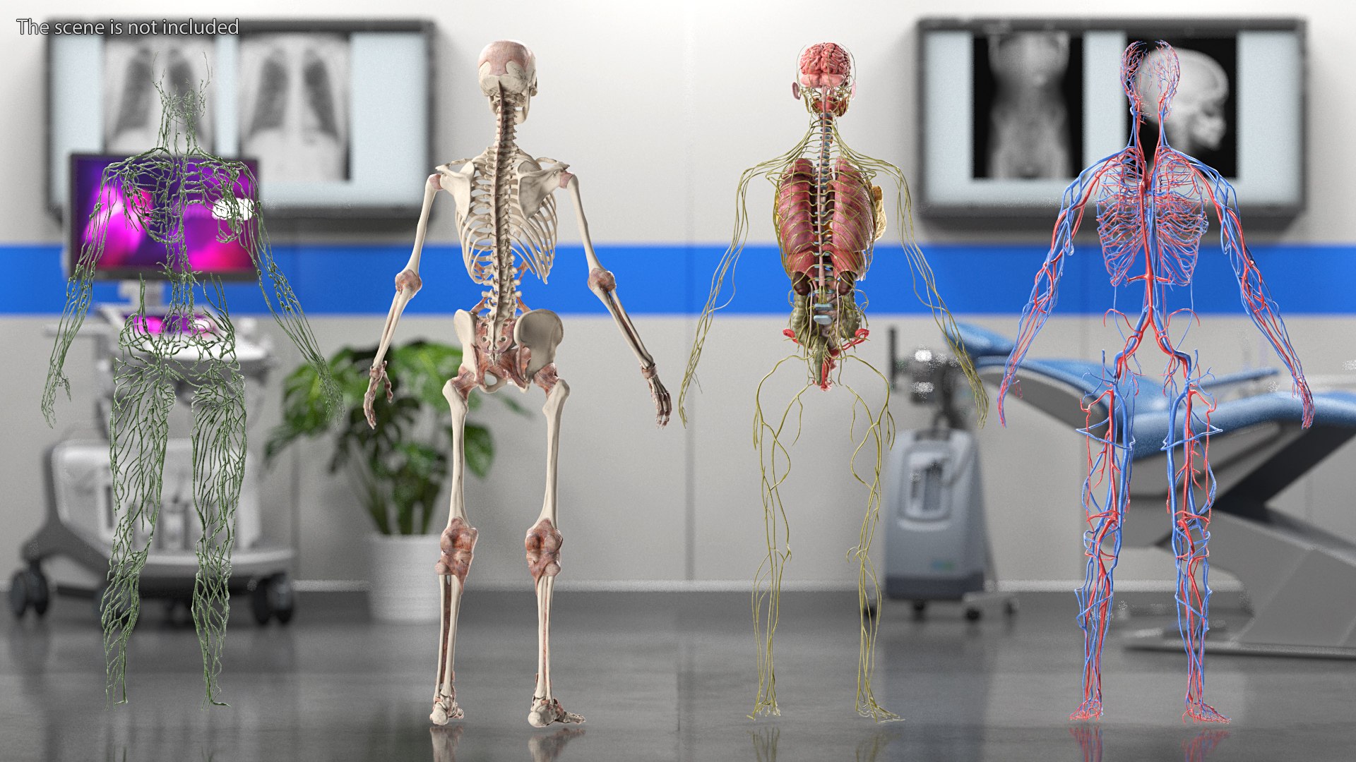 Female Body Anatomy without Muscles 3D model - TurboSquid 1862028