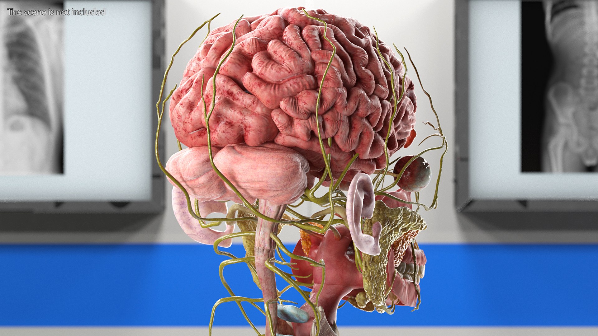 Female Body Anatomy without Muscles 3D model - TurboSquid 1862028