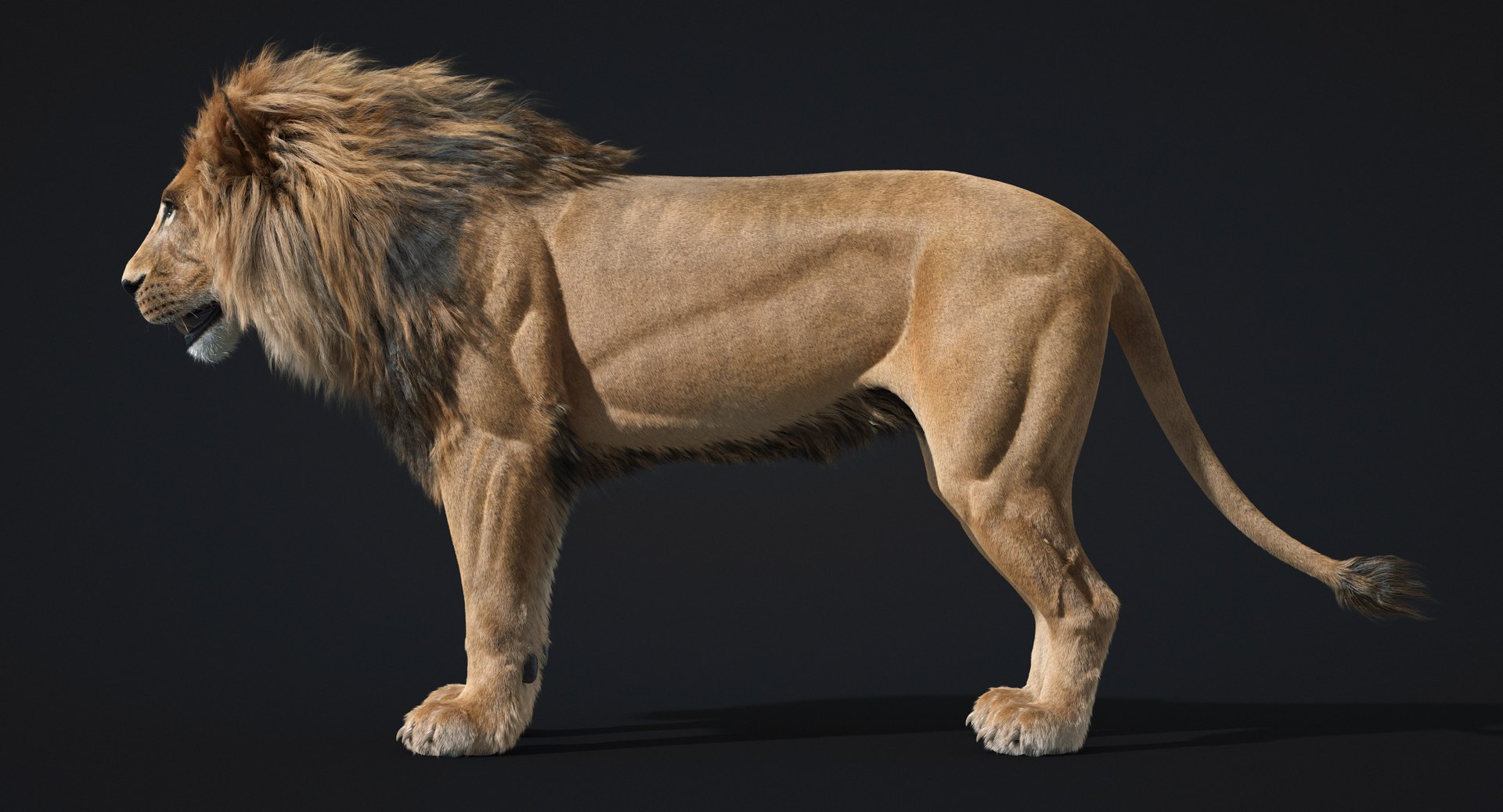 3D fur lion - TurboSquid 1277466