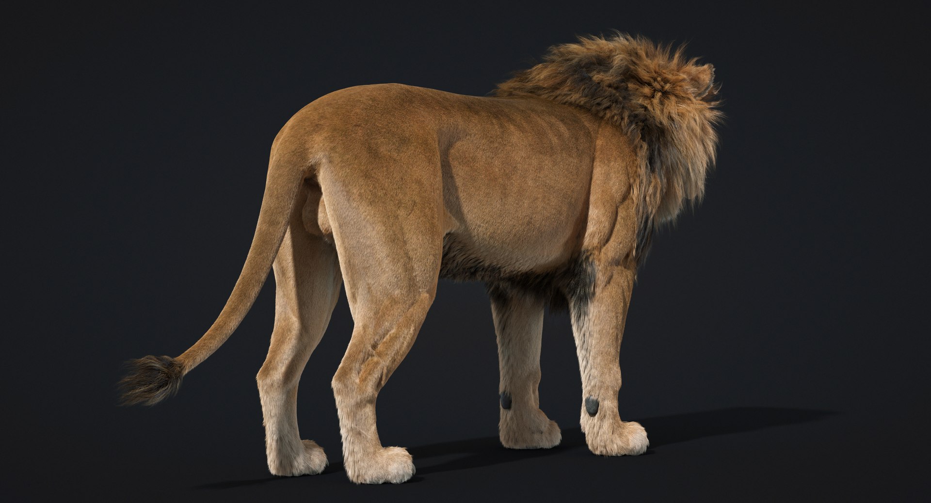 3D fur lion - TurboSquid 1277466