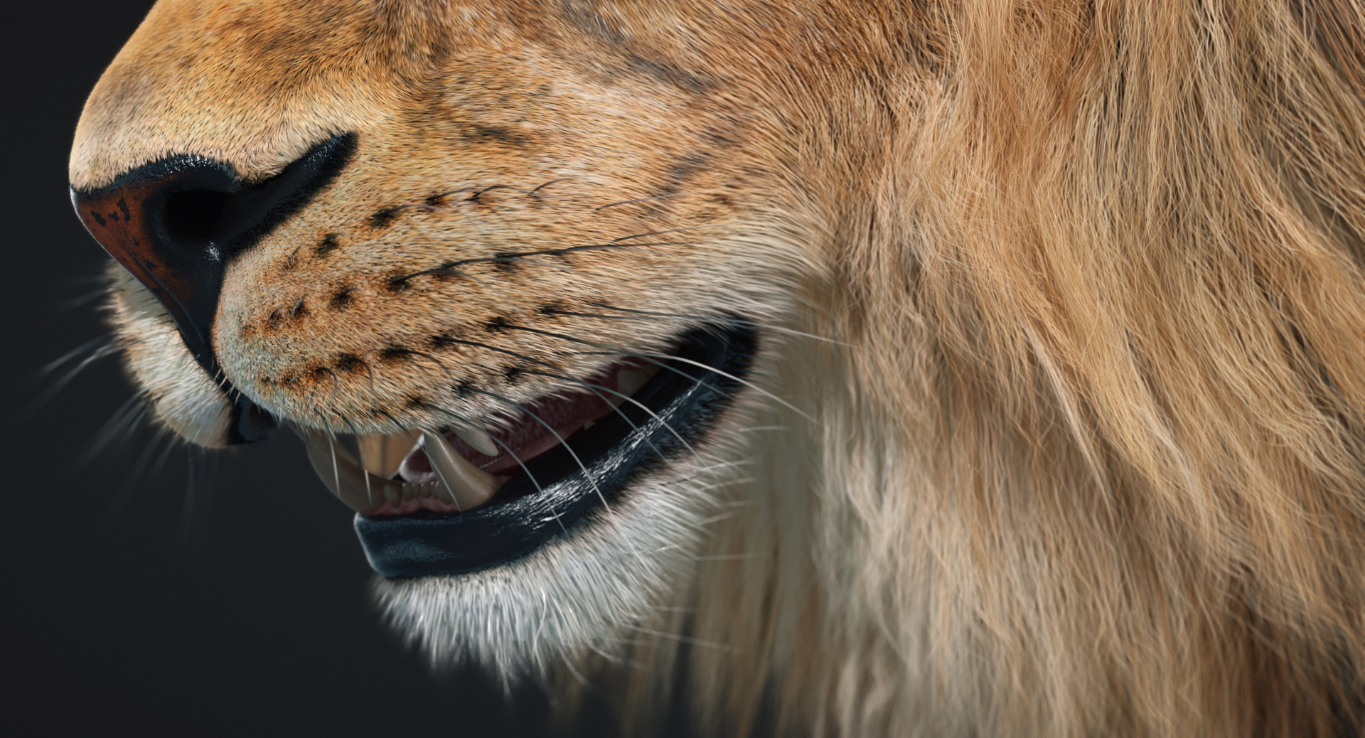 3D fur lion - TurboSquid 1277466