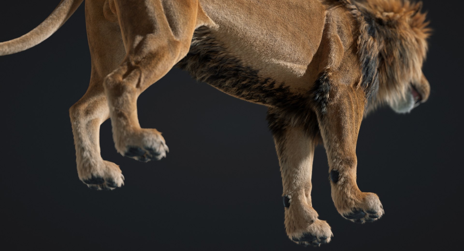 3D Fur Lion - TurboSquid 1277466