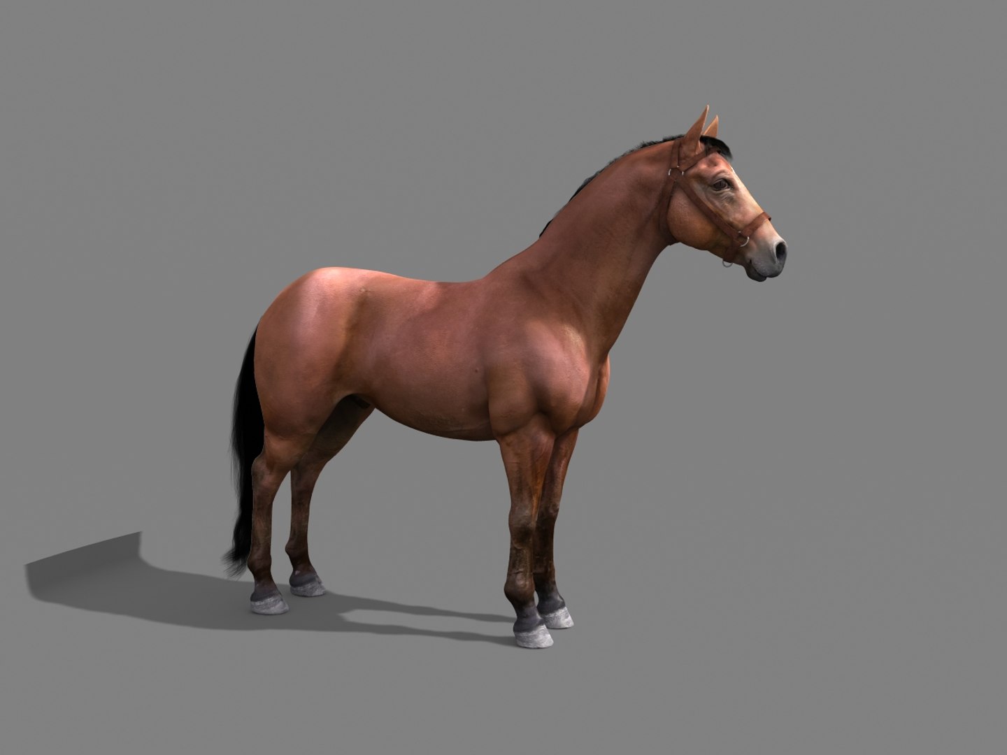 Horse Mane Animation 3d Model