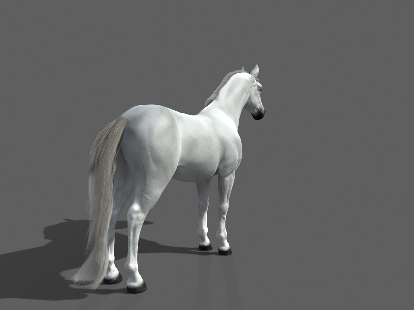 Horse Mane Animation 3d Model