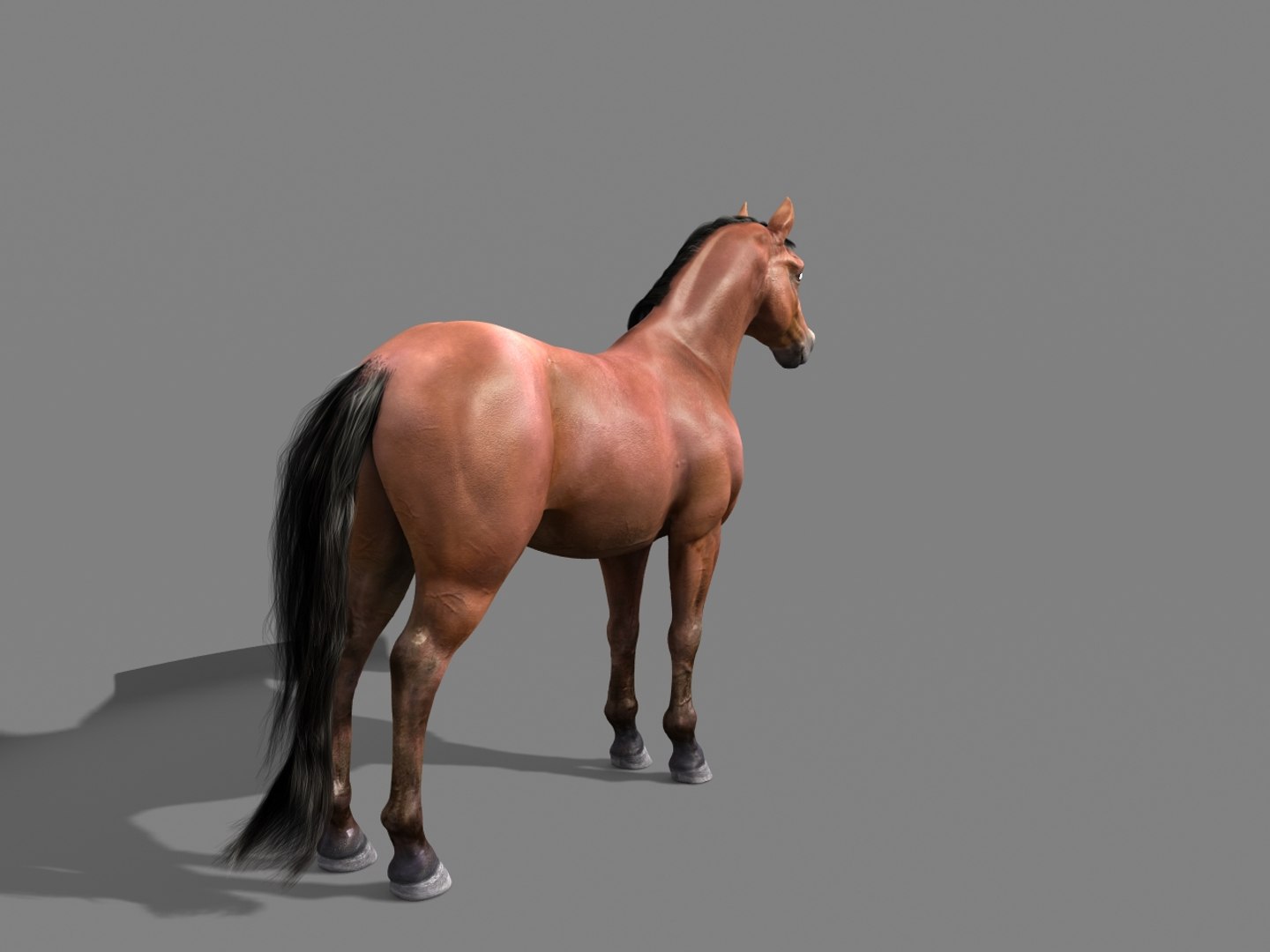 Horse Mane Animation 3d Model