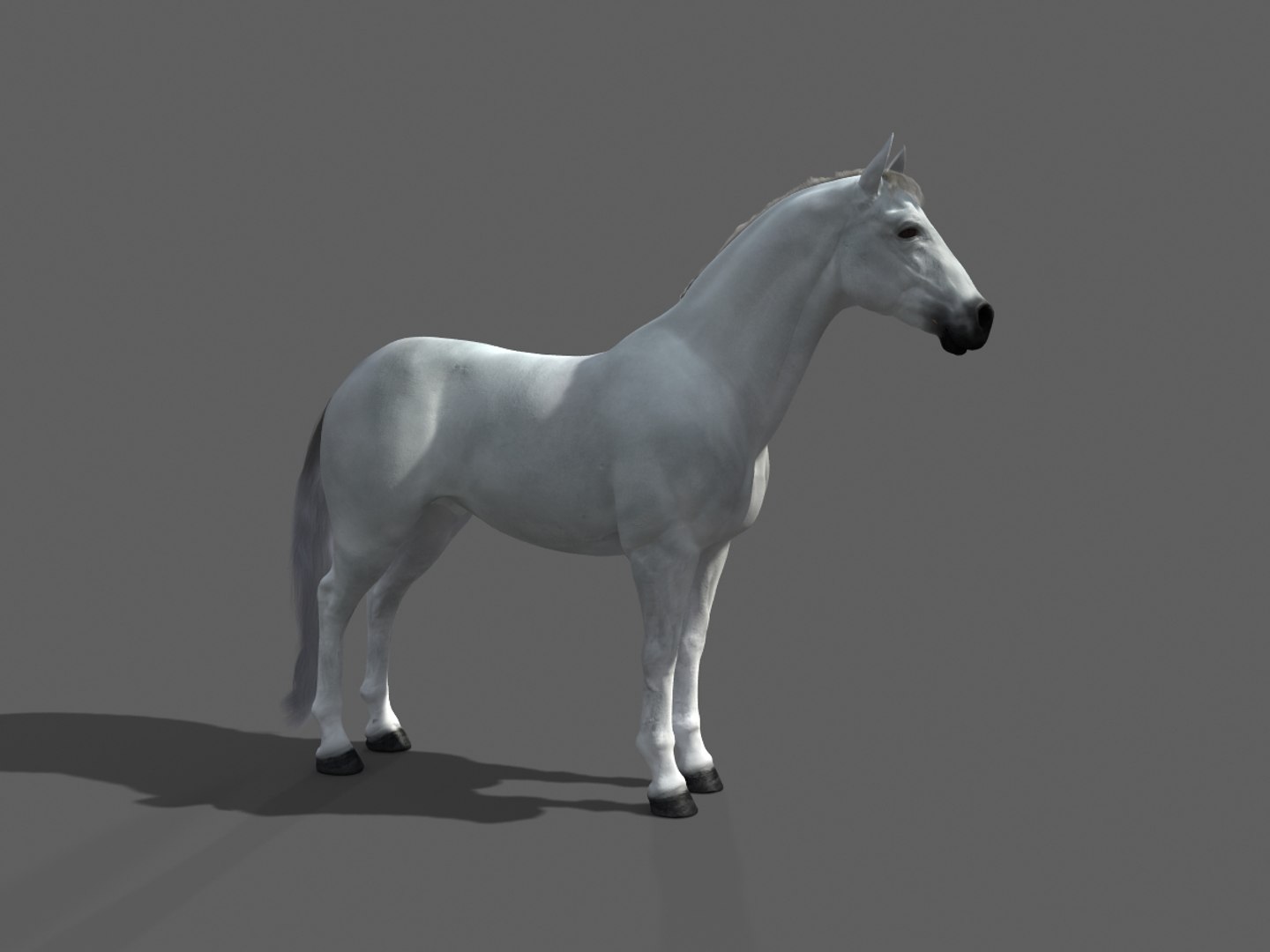 Horse Mane Animation 3d Model