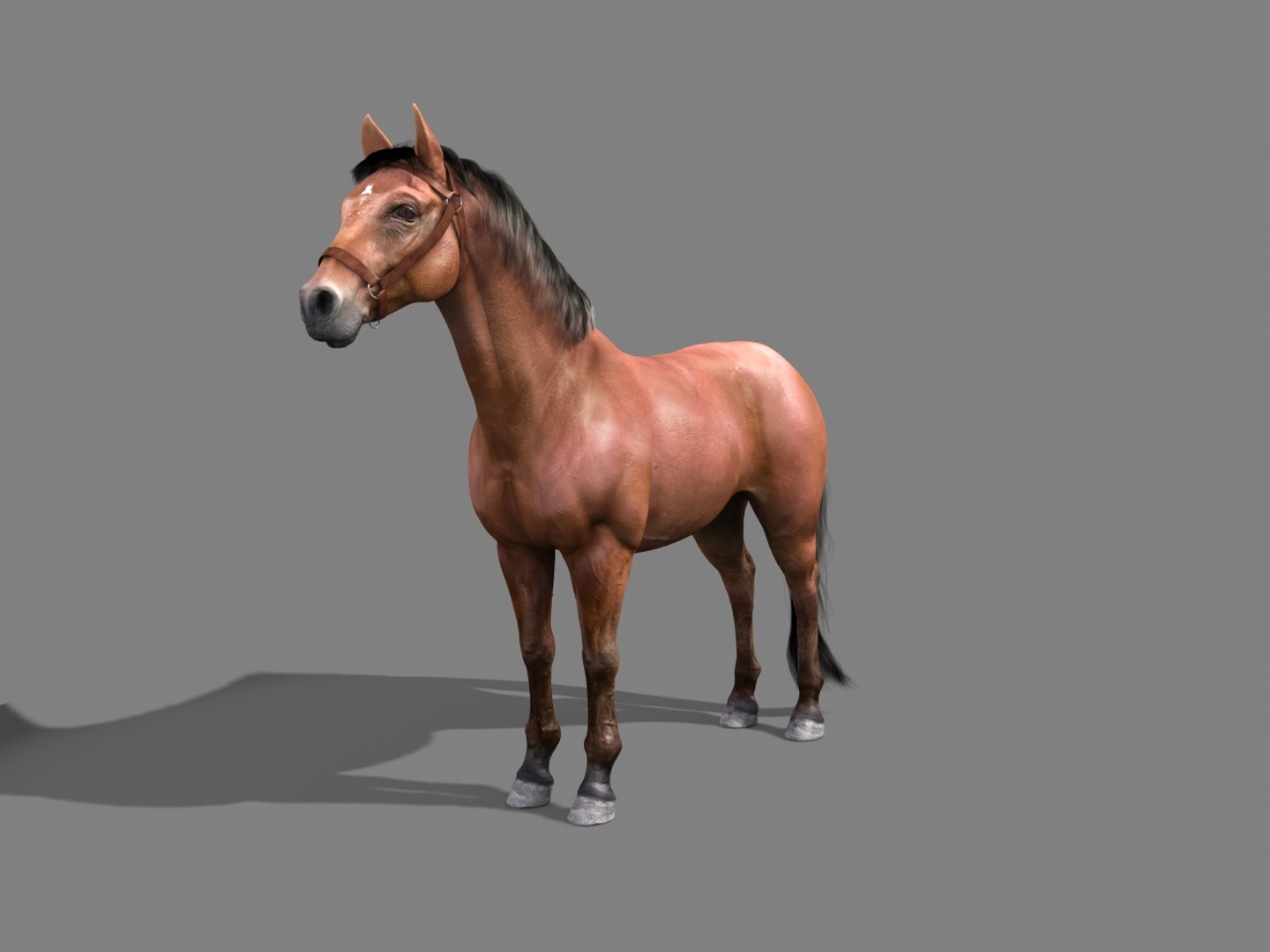 Horse Mane Animation 3d Model