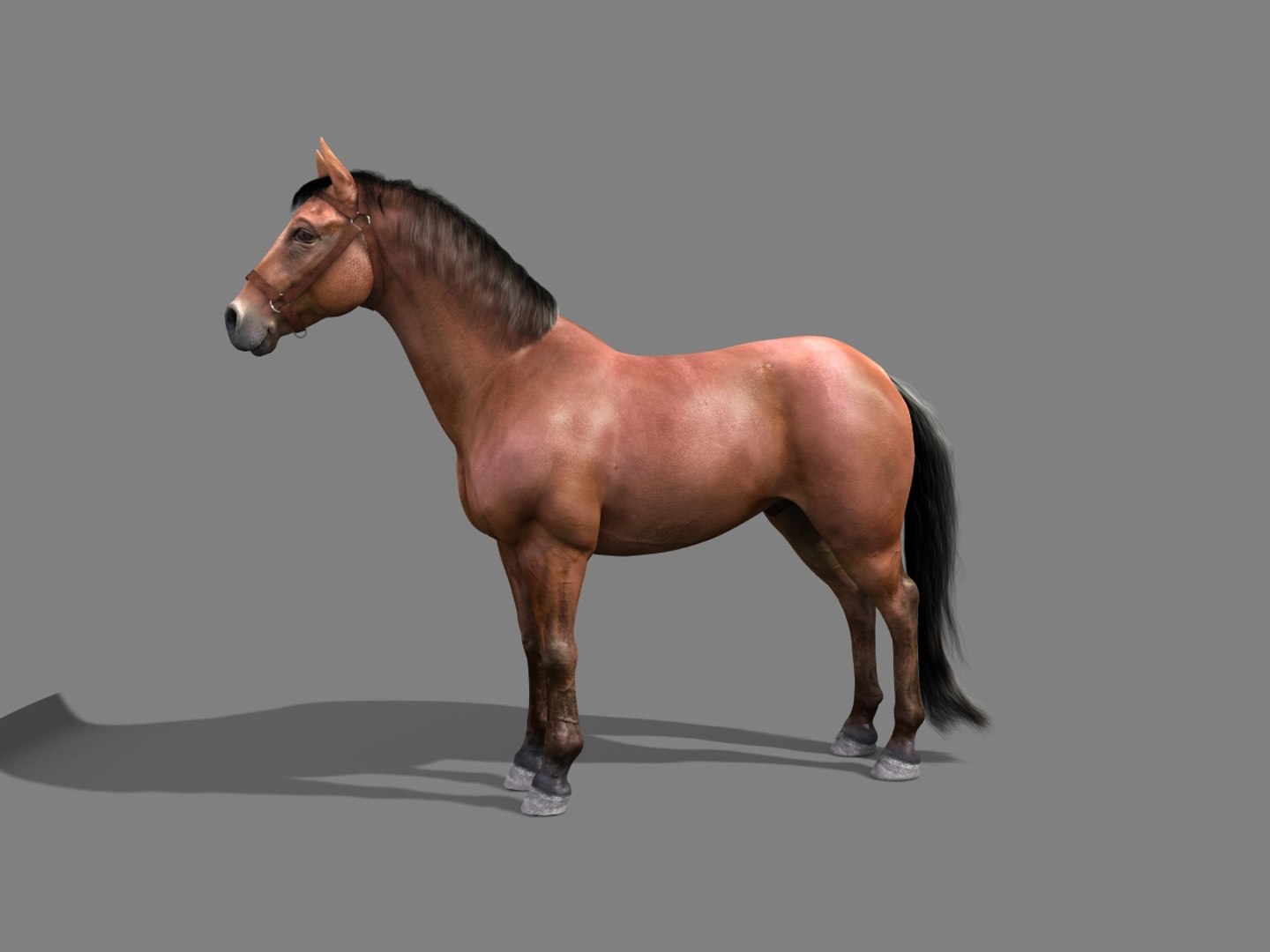 Horse Mane Animation 3d Model