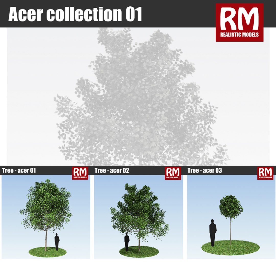 Trees Acer 3d Model