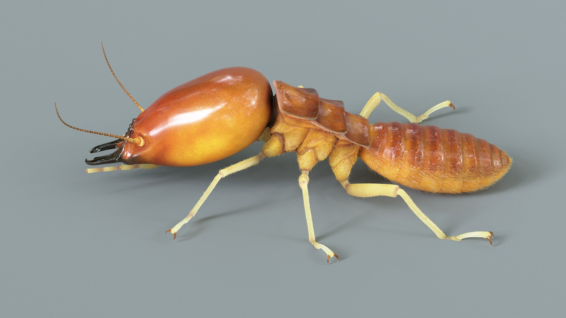 3D Termite Soldier Rigged Xgen - TurboSquid 2226689