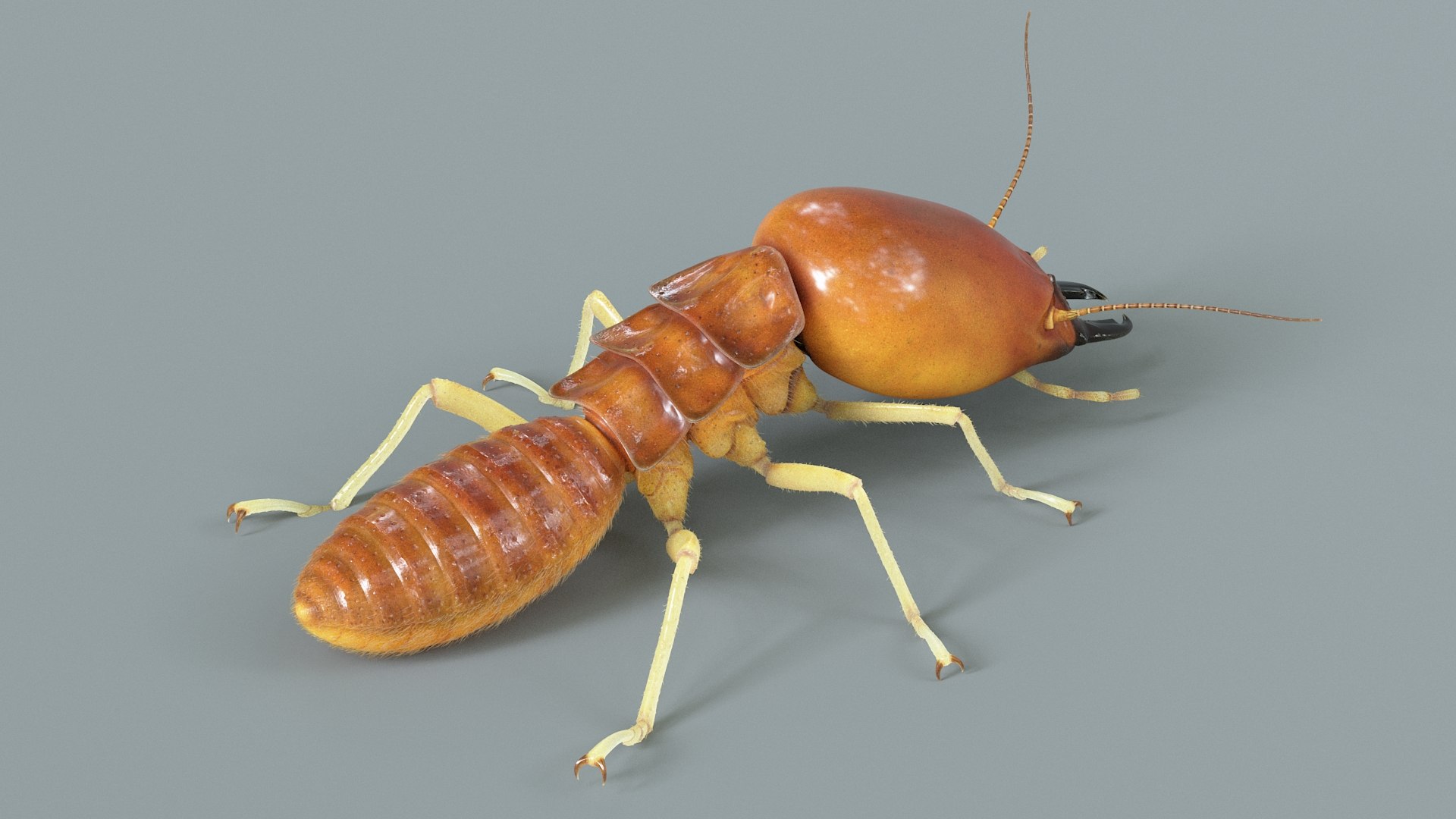 3D Termite Soldier Rigged Xgen - TurboSquid 2226689