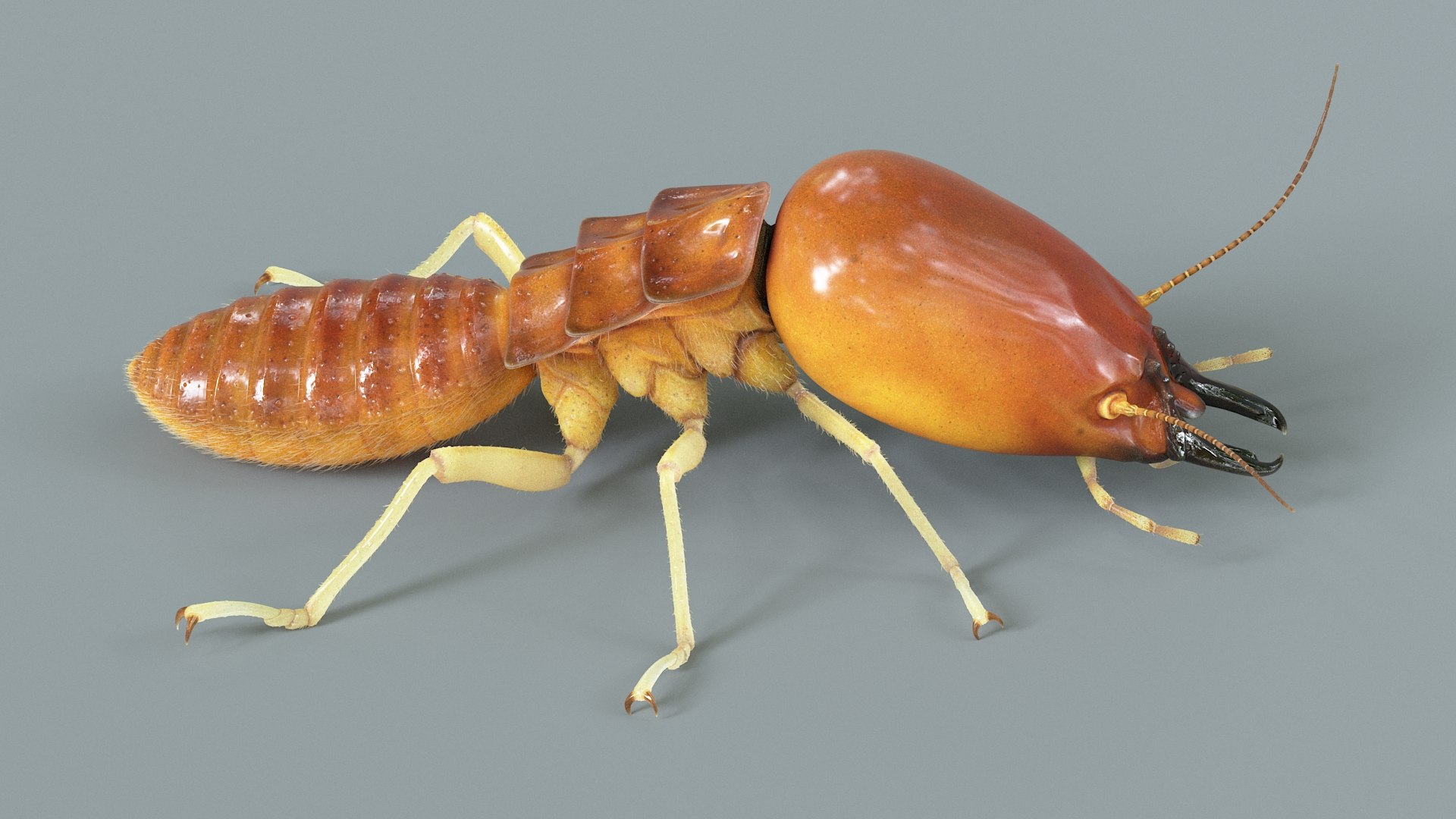 3D Termite Soldier Rigged Xgen - TurboSquid 2226689