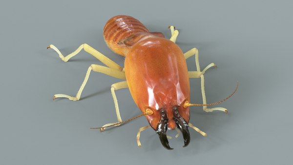 modelo 3d Soldado de termitas Rigged Xgen - TurboSquid 2226689