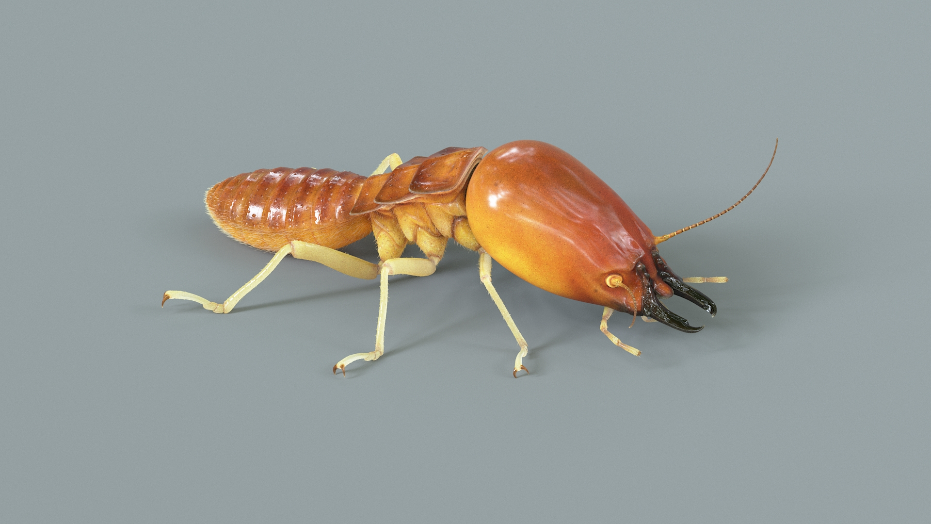 3D Termite Soldier Rigged Xgen - TurboSquid 2226689