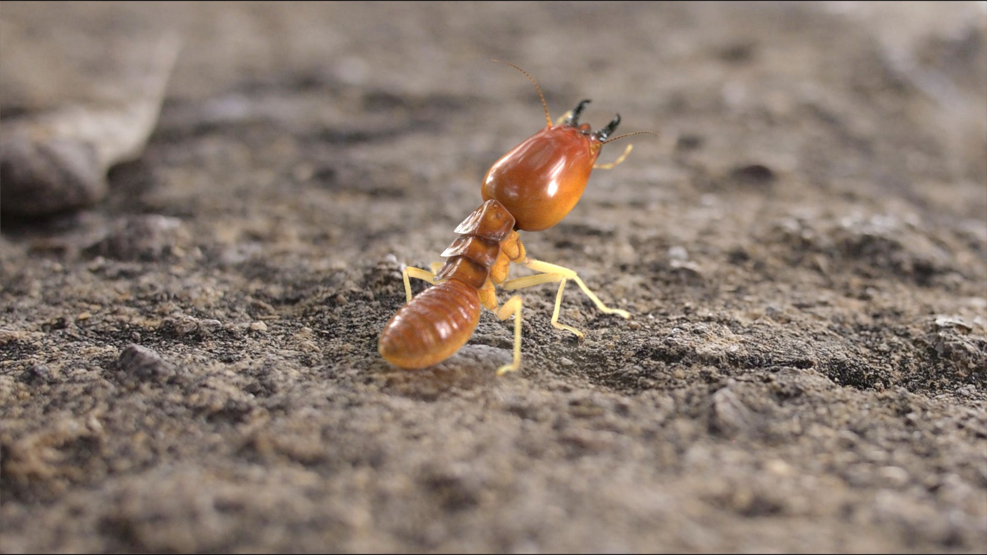 3D Termite Soldier Rigged Xgen - TurboSquid 2226689