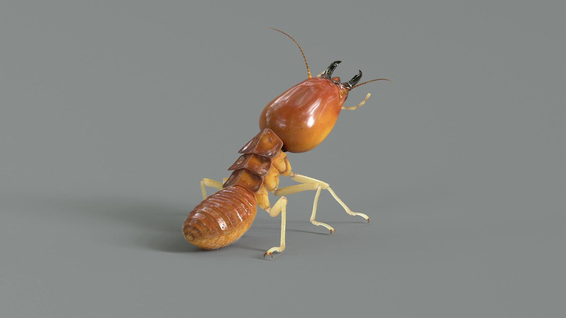 3D Termite Soldier Rigged Xgen - TurboSquid 2226689