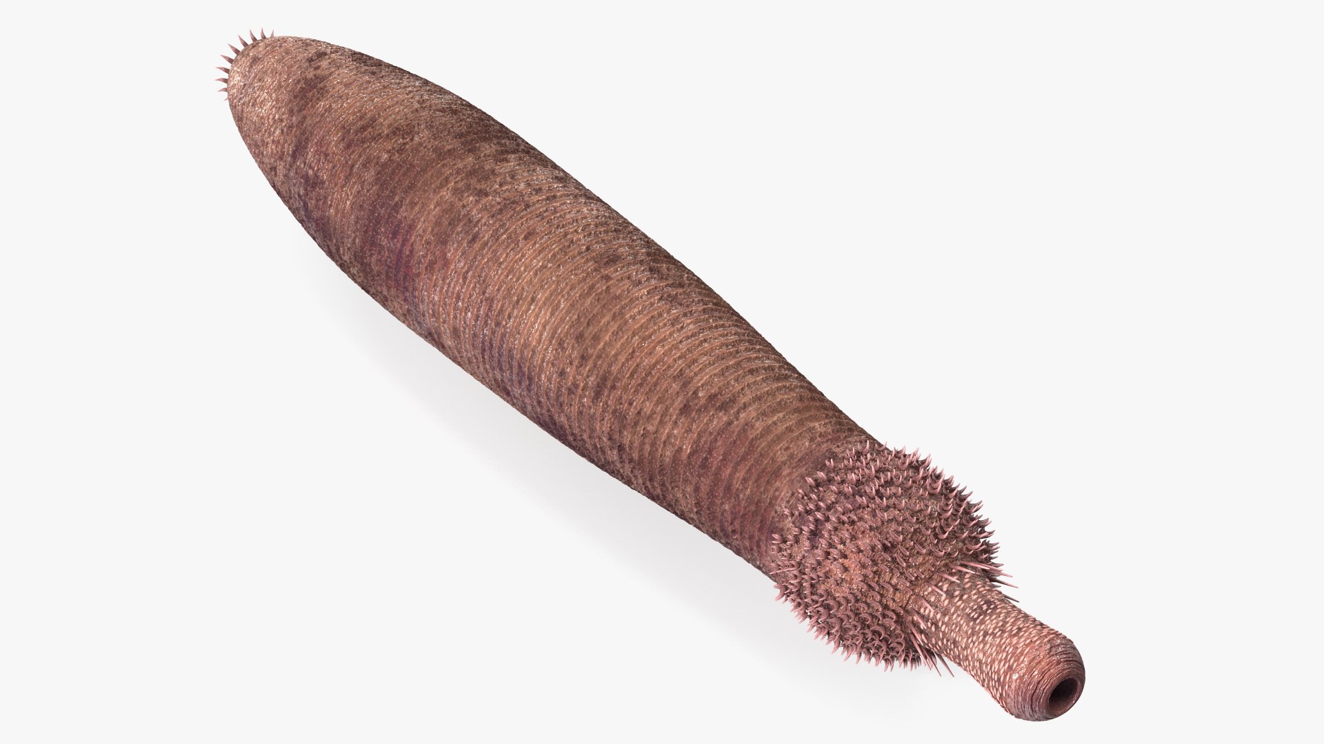 Ottoia Relict Marine Worm Rigged For Maya 3D Model - TurboSquid 2183356