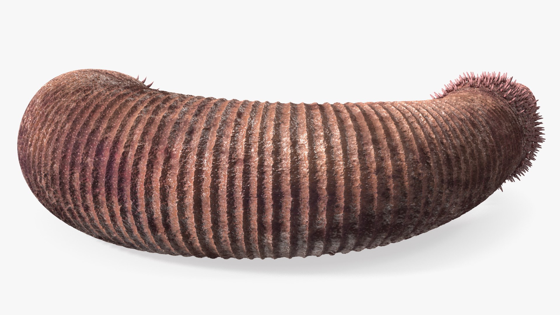 Ottoia Relict Marine Worm Rigged For Maya 3D Model - TurboSquid 2183356