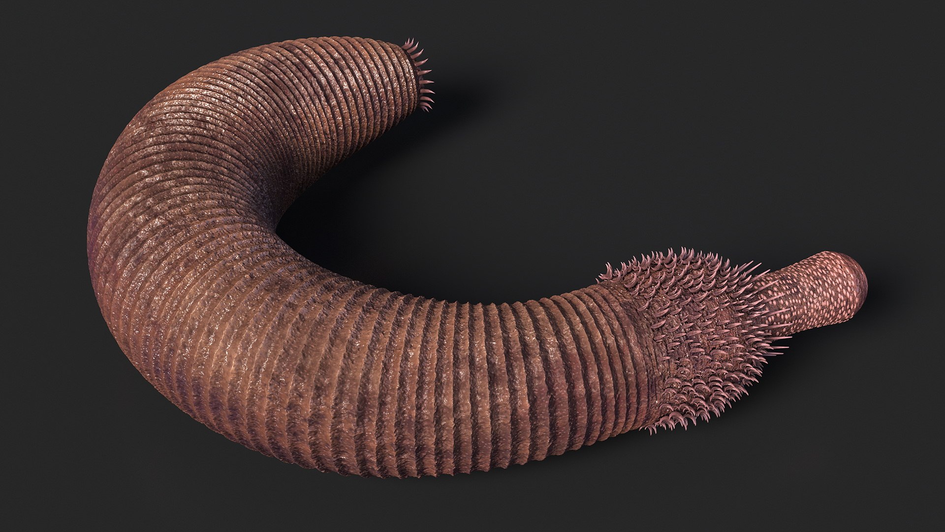 Ottoia Relict Marine Worm Rigged For Maya 3D Model - TurboSquid 2183356
