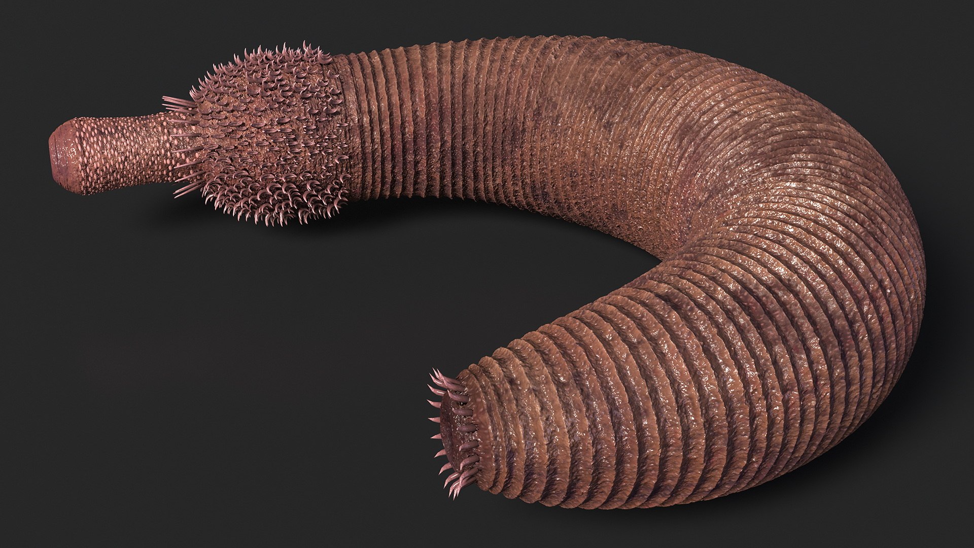 Ottoia Relict Marine Worm Rigged For Maya 3D Model - TurboSquid 2183356
