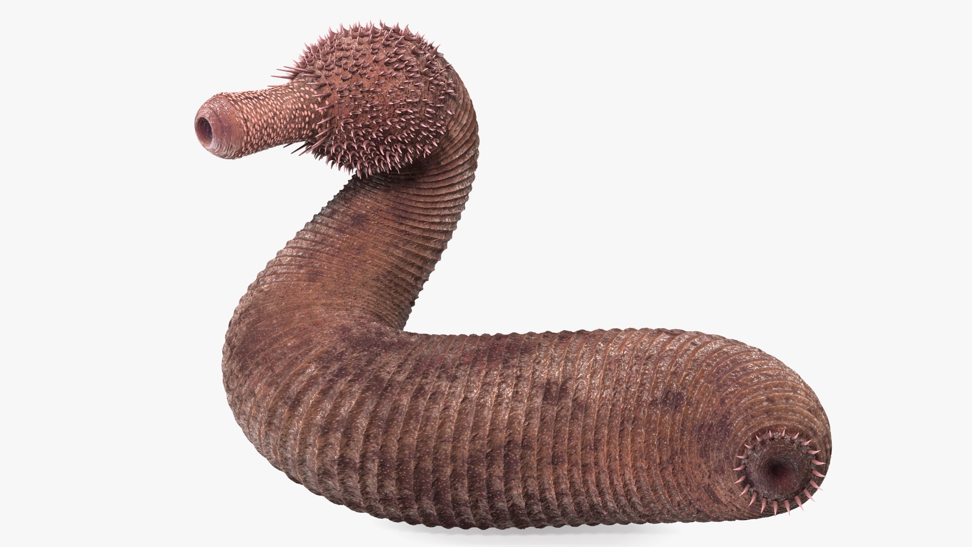 Ottoia Relict Marine Worm Rigged For Maya 3D Model - TurboSquid 2183356