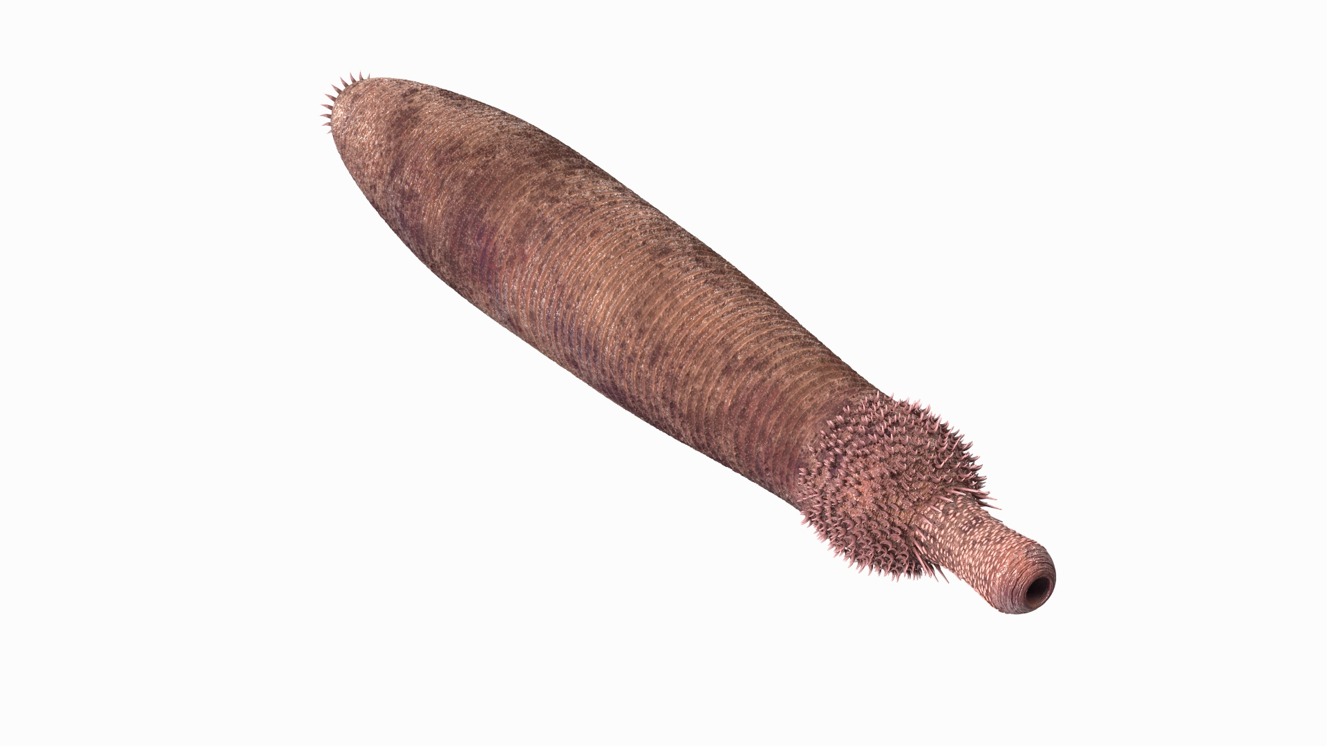 Ottoia Relict Marine Worm Rigged For Maya 3D Model - TurboSquid 2183356