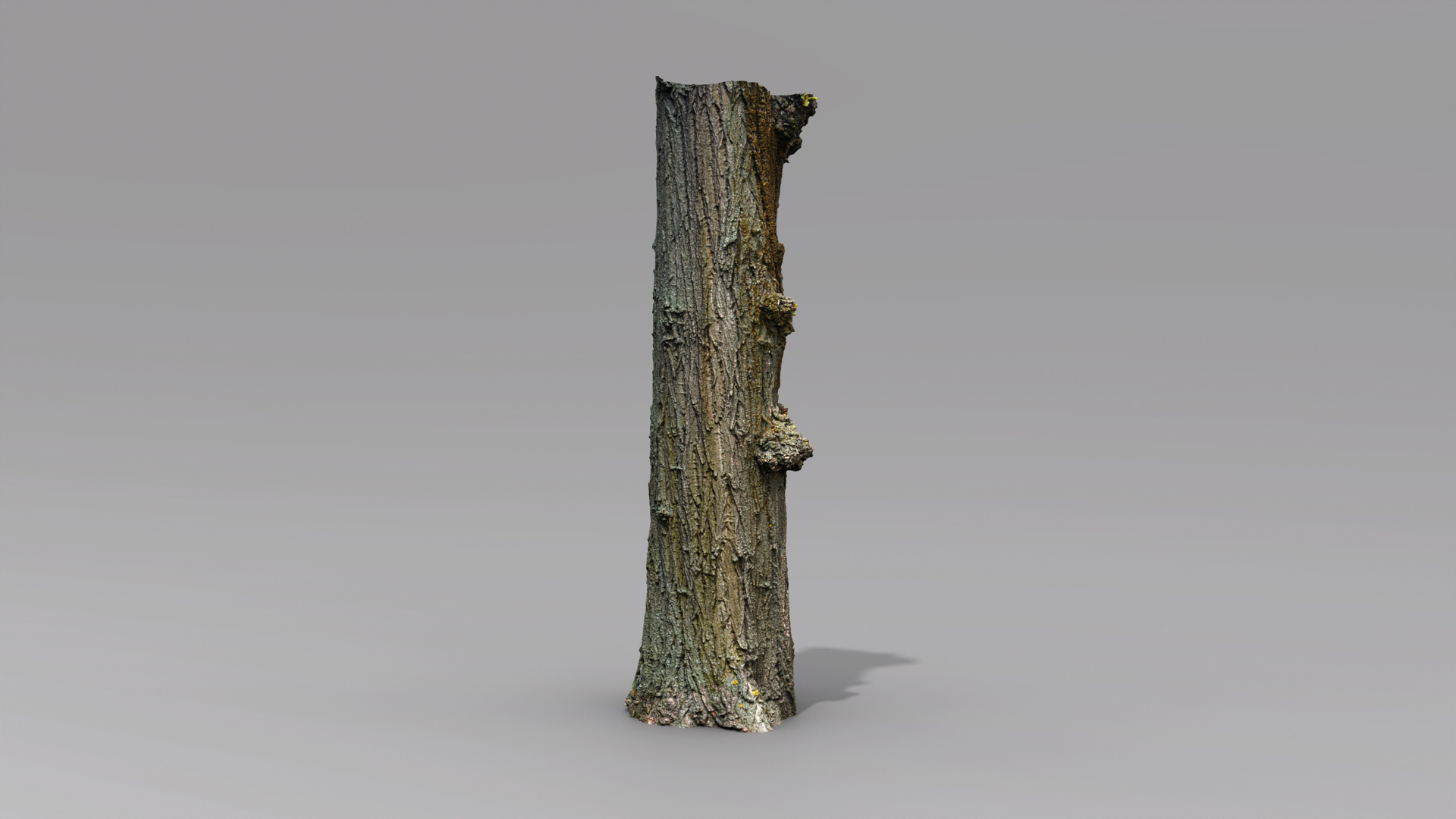Black Poplar Trunk Scan PBR 8K Model - TurboSquid 2322420