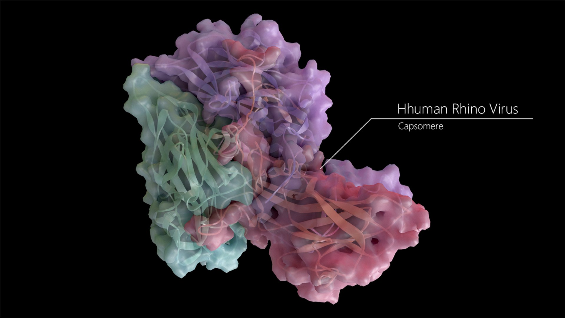 3D Human Rhino Virus Common - TurboSquid 1355047