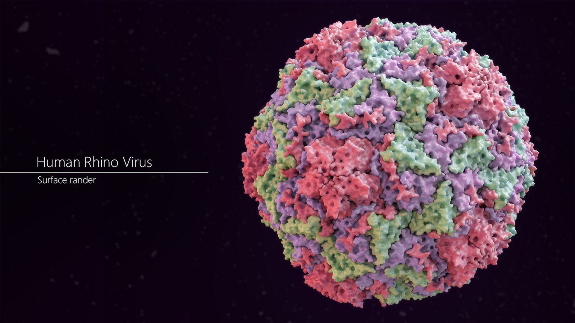 3D Human Rhino Virus Common - TurboSquid 1355047