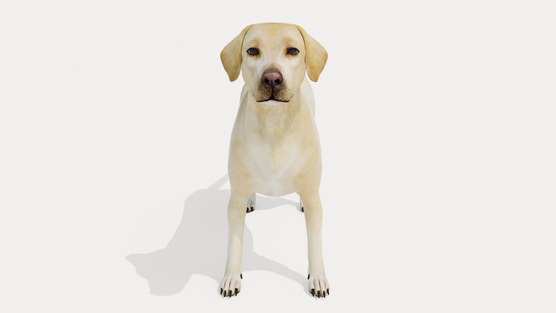 Dog Labrador Retriever 3D Model - TurboSquid 2248915