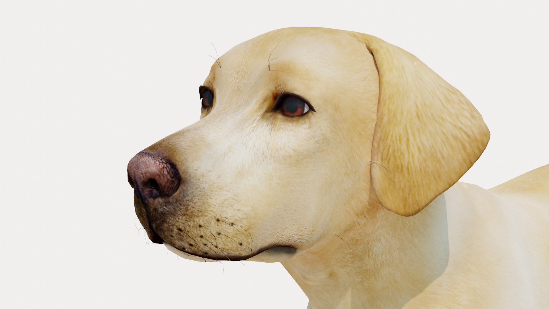 Dog Labrador Retriever 3D Model - TurboSquid 2248915