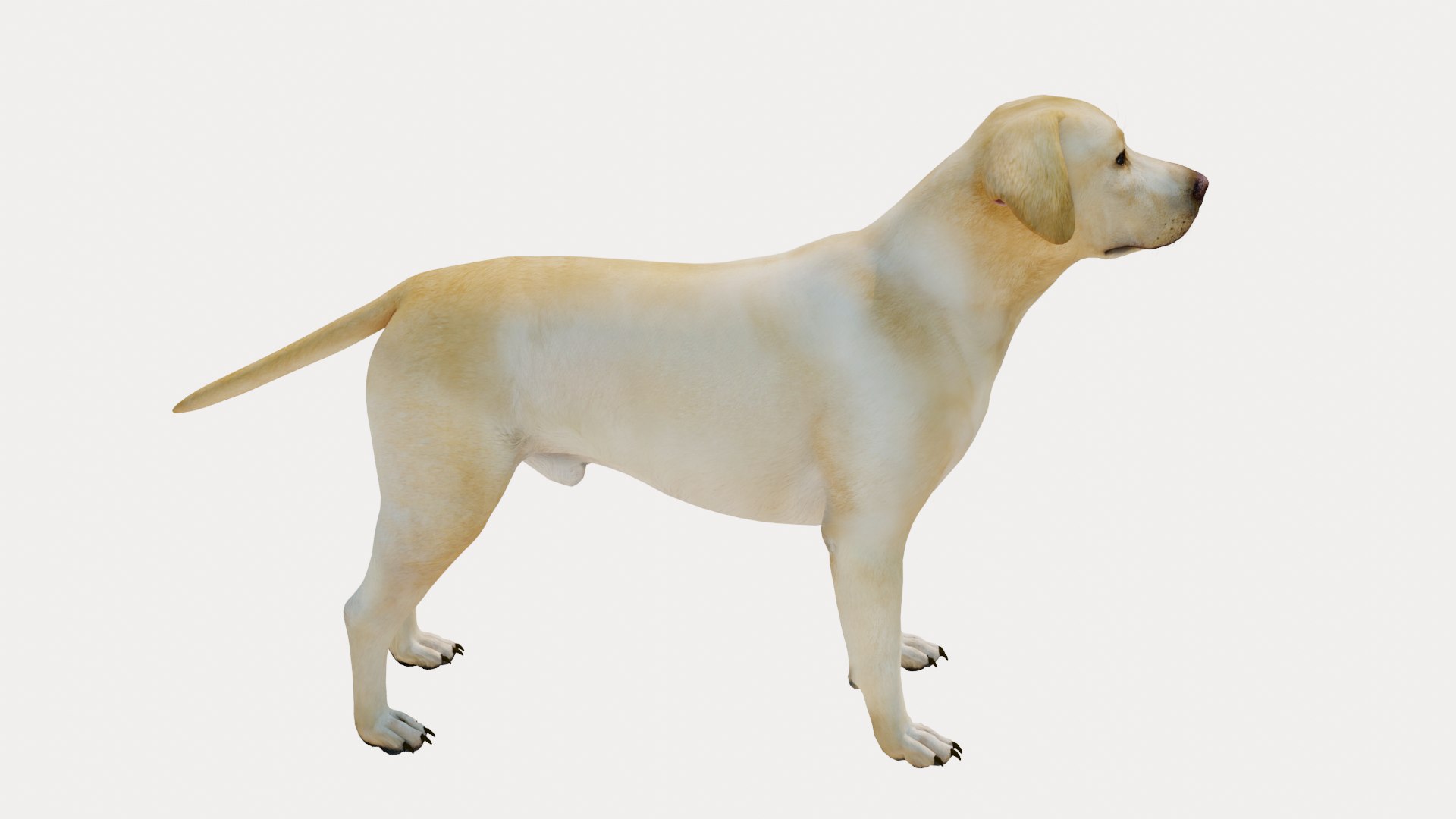 Dog Labrador Retriever 3D Model - TurboSquid 2248915