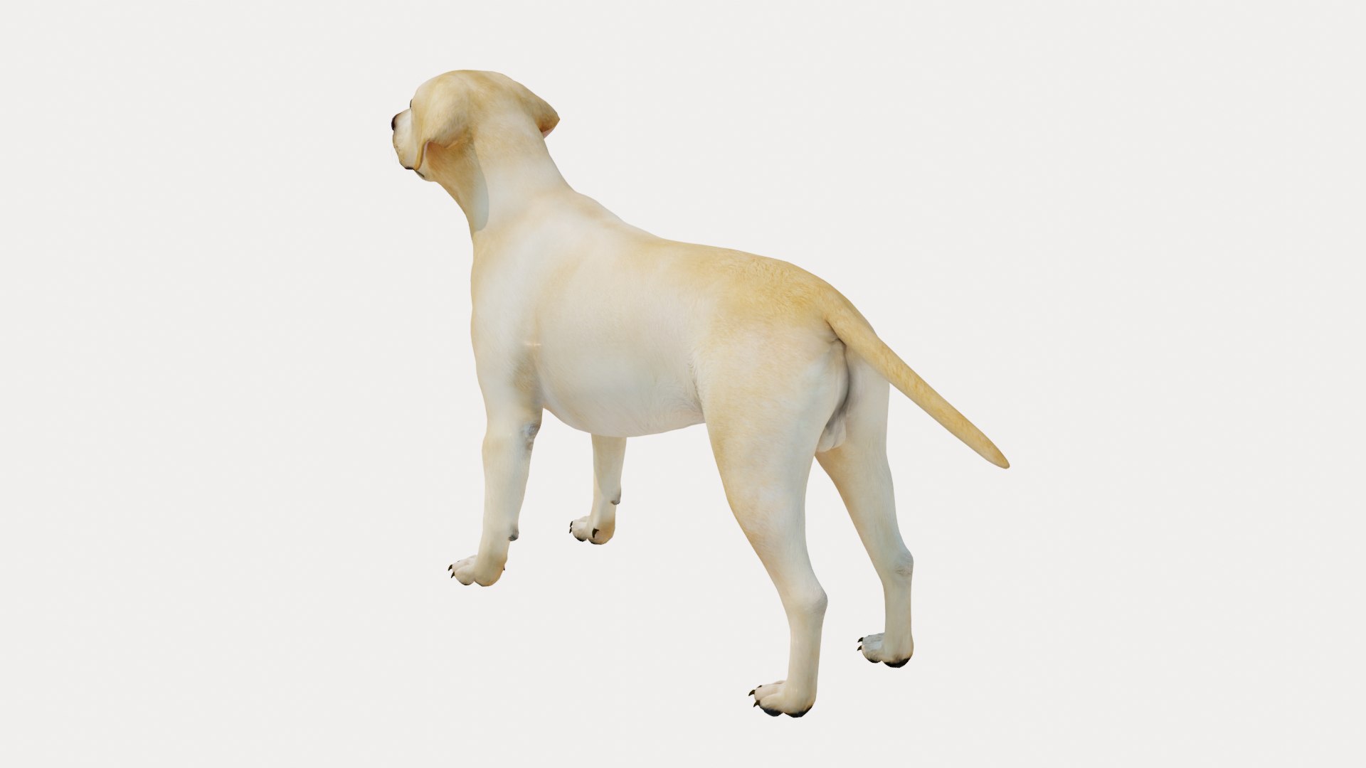 Dog Labrador Retriever 3D Model - TurboSquid 2248915