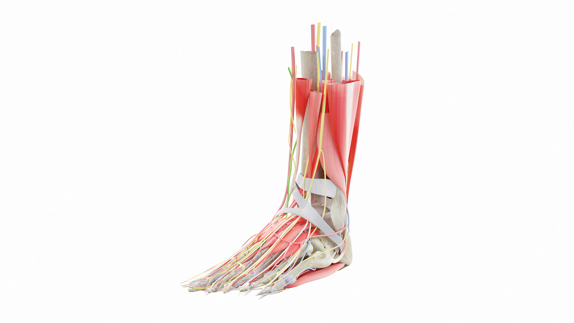 Human Male Foot Anatomy 3D Model - TurboSquid 1733667