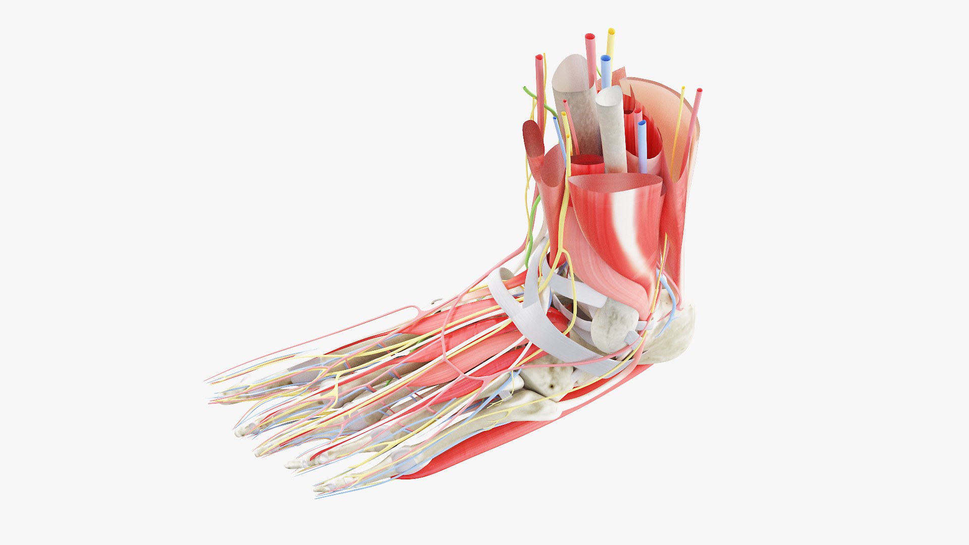 Human Male Foot Anatomy 3D Model - TurboSquid 1733667
