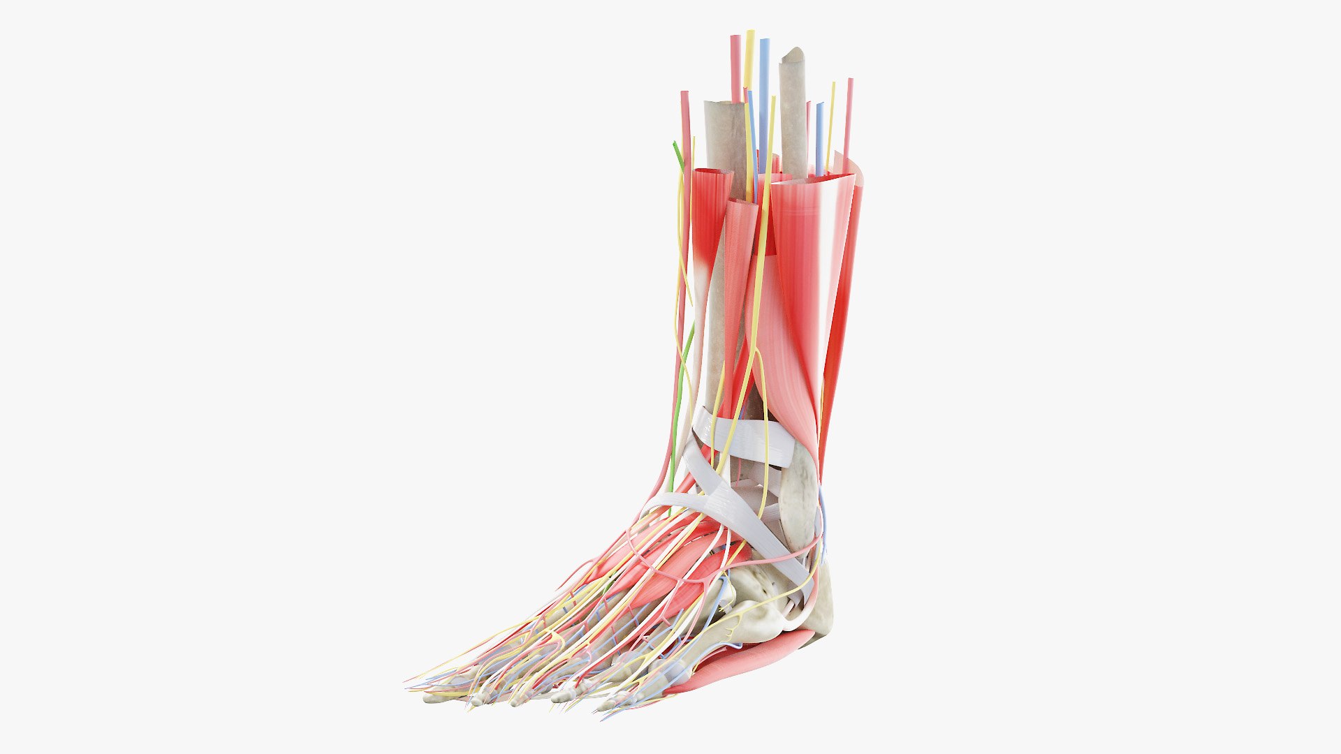 Human Male Foot Anatomy 3D Model - TurboSquid 1733667