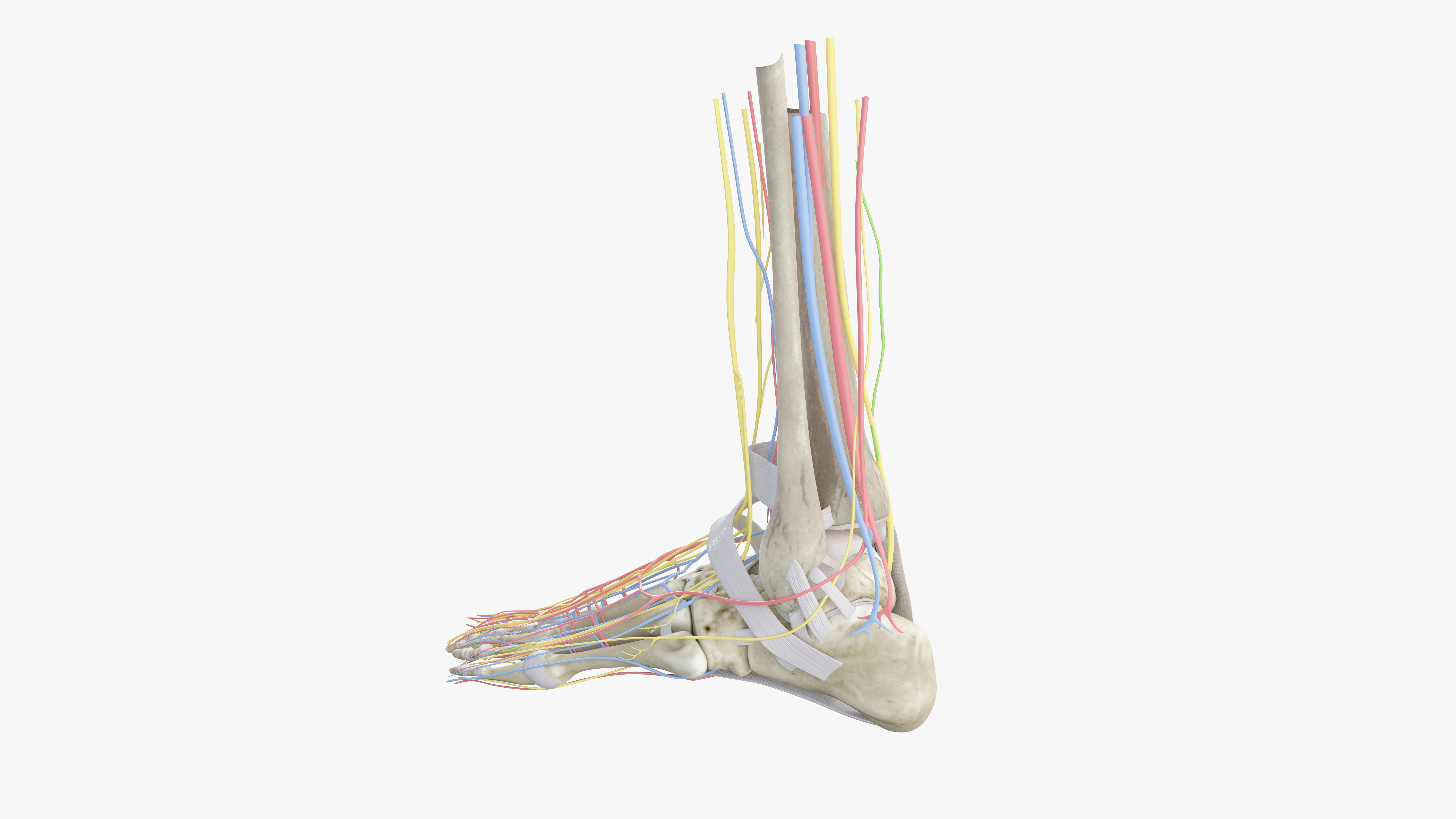 Human Male Foot Anatomy 3D model - TurboSquid 1733667