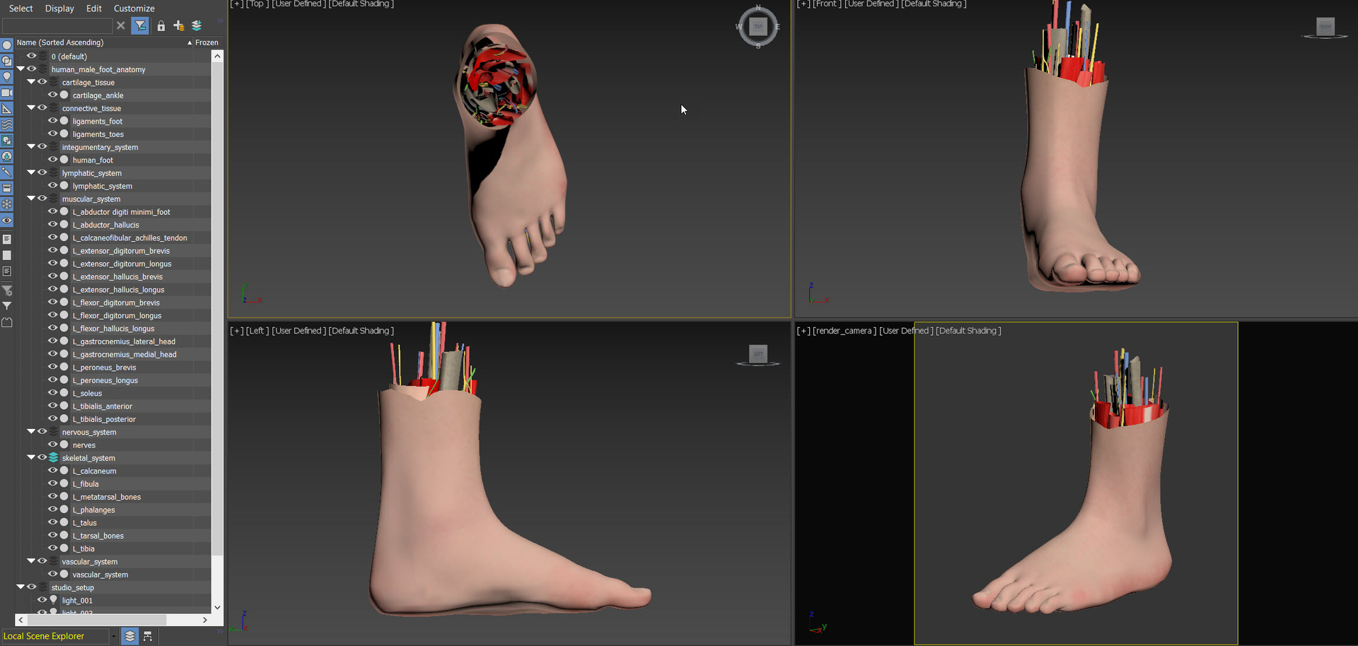 modèle 3D de Anatomie du pied humain - TurboSquid 1733667