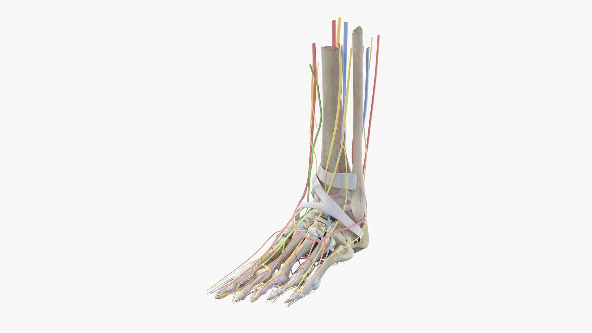 Human Male Foot Anatomy 3D model - TurboSquid 1733667