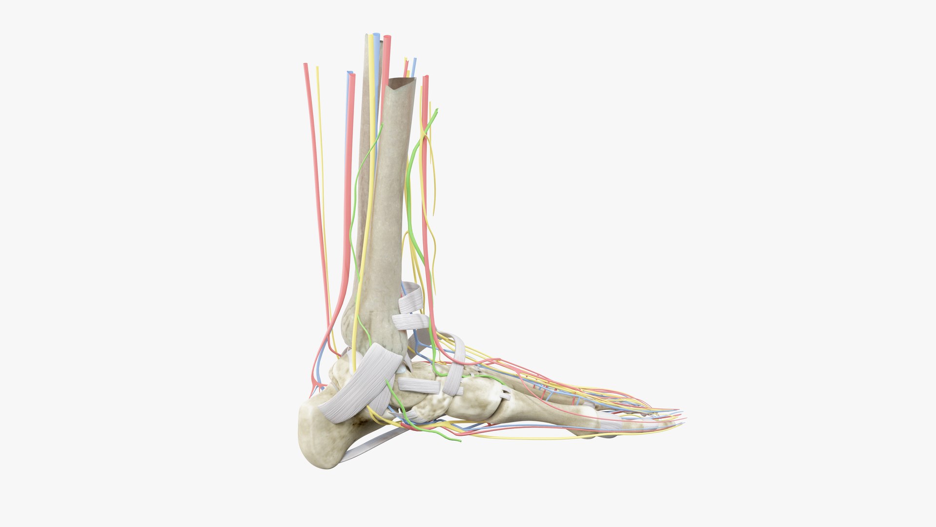 Human Male Foot Anatomy 3D Model - TurboSquid 1733667