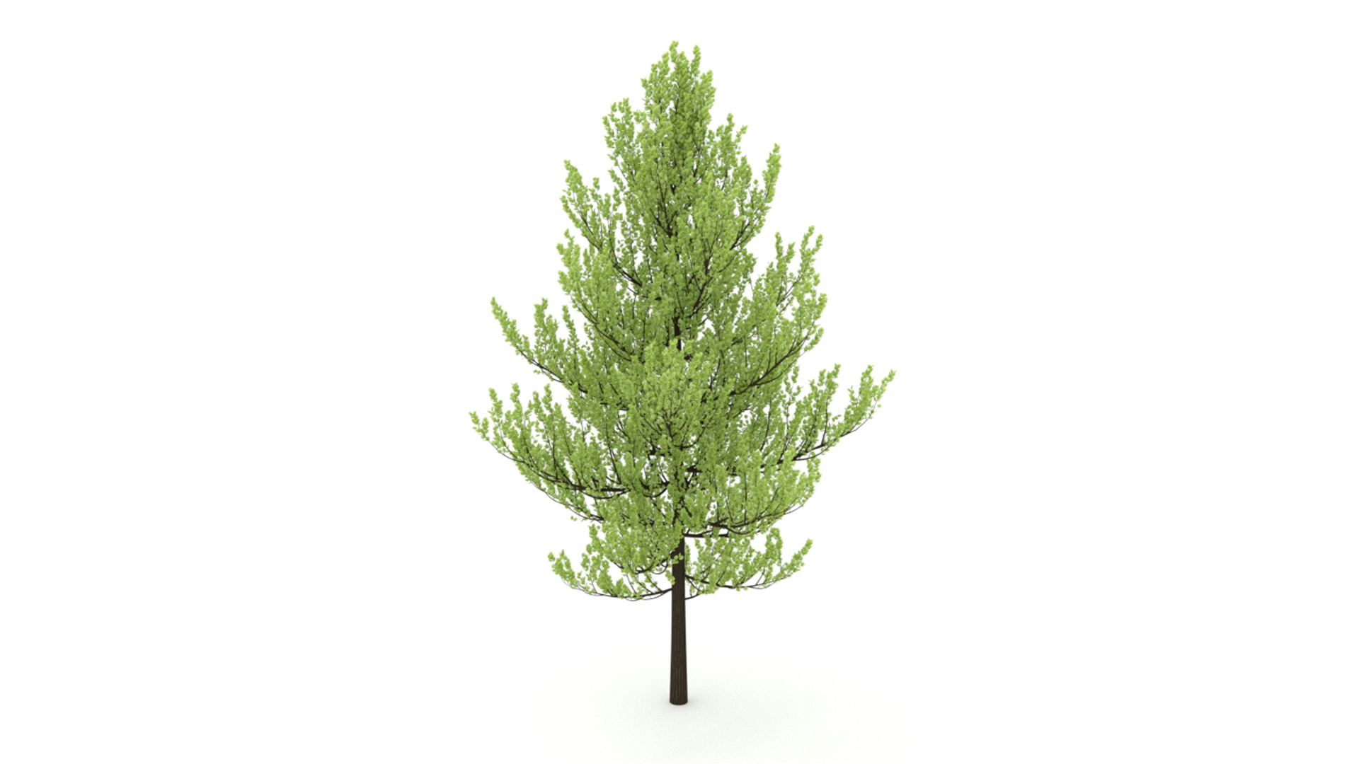 Tree Blender Dae 3D Model - TurboSquid 1453619