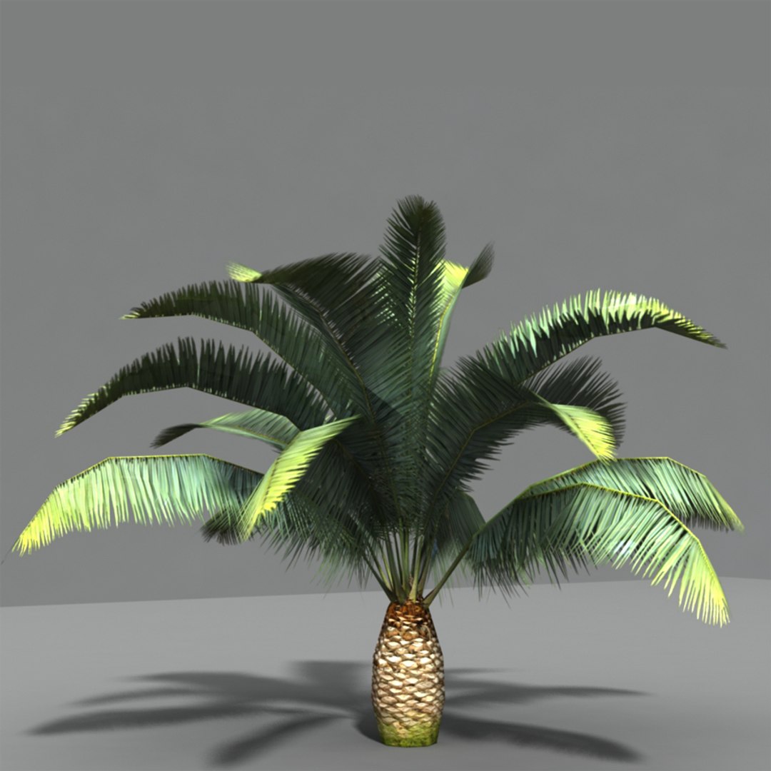 3d Palm Tree