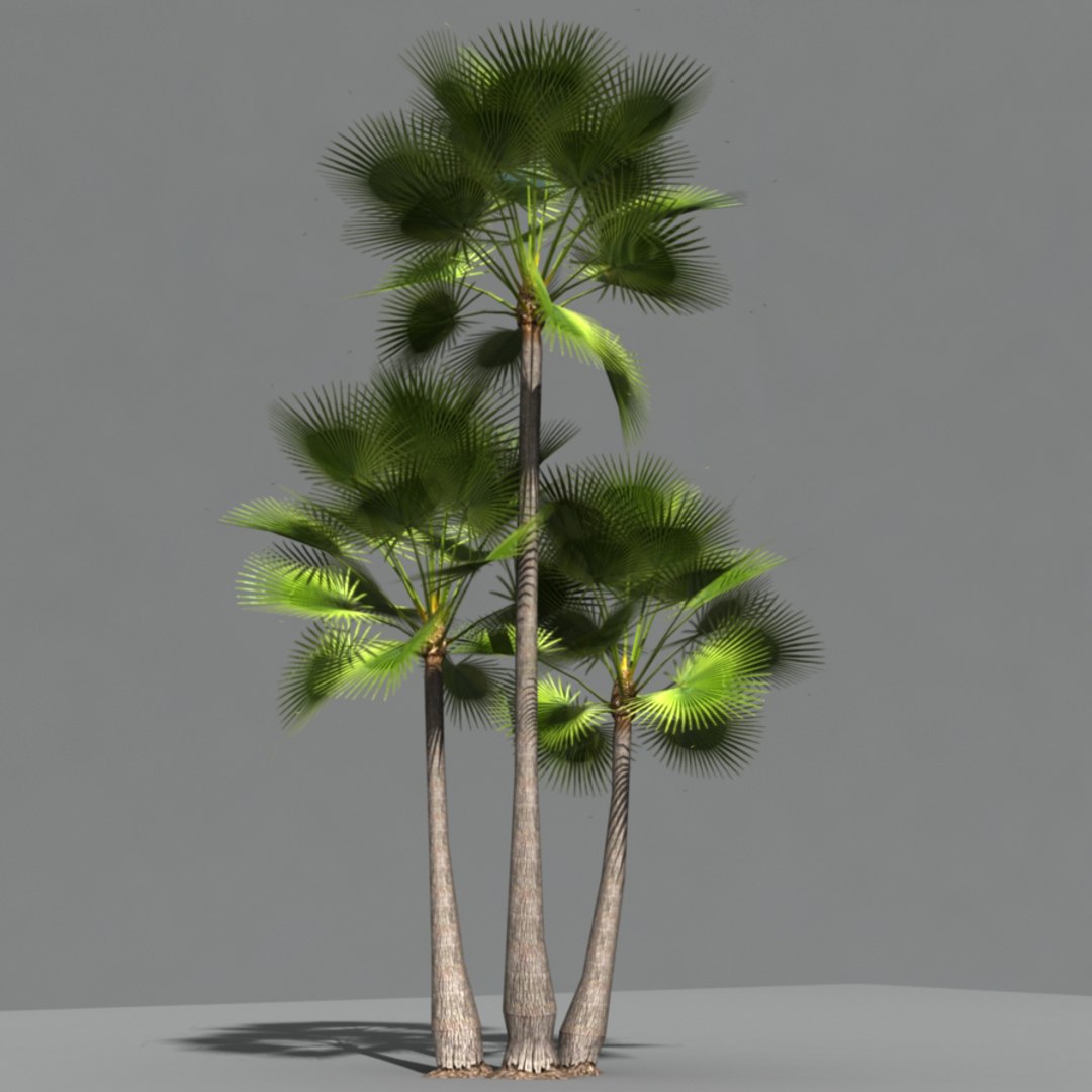 3d Palm Tree