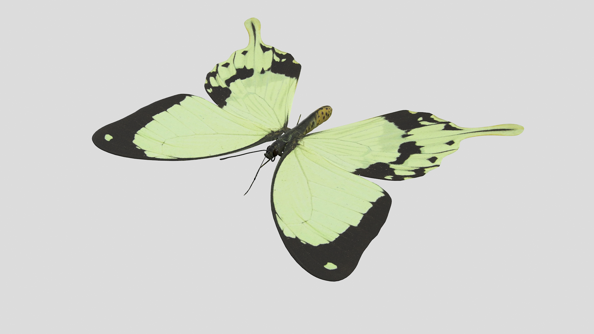 3D Paper Handkerchief Butterfly Model - TurboSquid 1578757